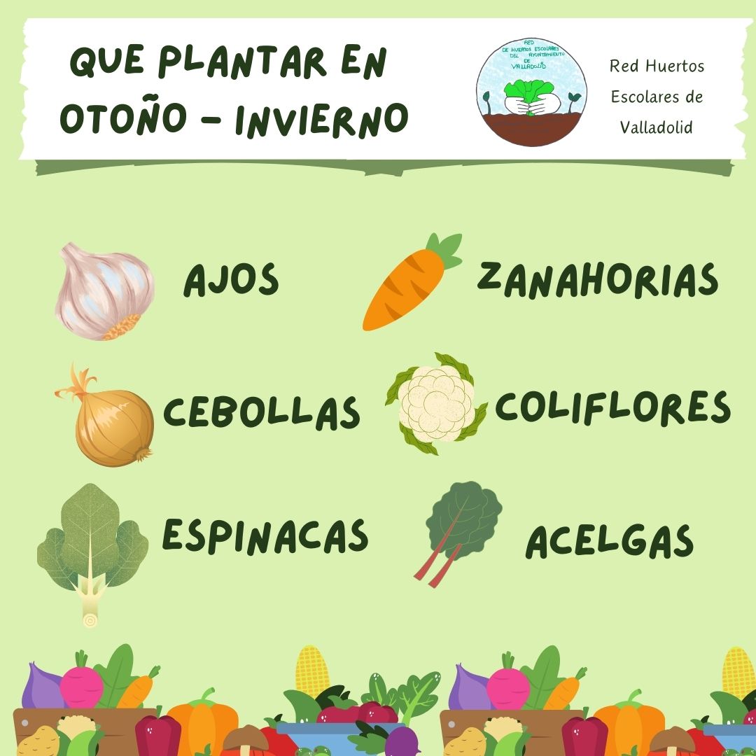Plantas De Hortalizas Para El Huerto De Invierno Qué Sembrar Y Qué