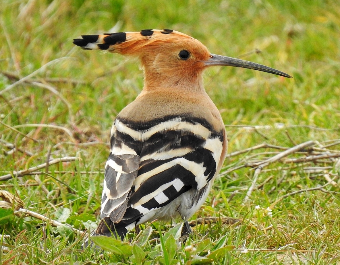 La abubilla, un tesoro con alas que debemos proteger - Red de huertos ...